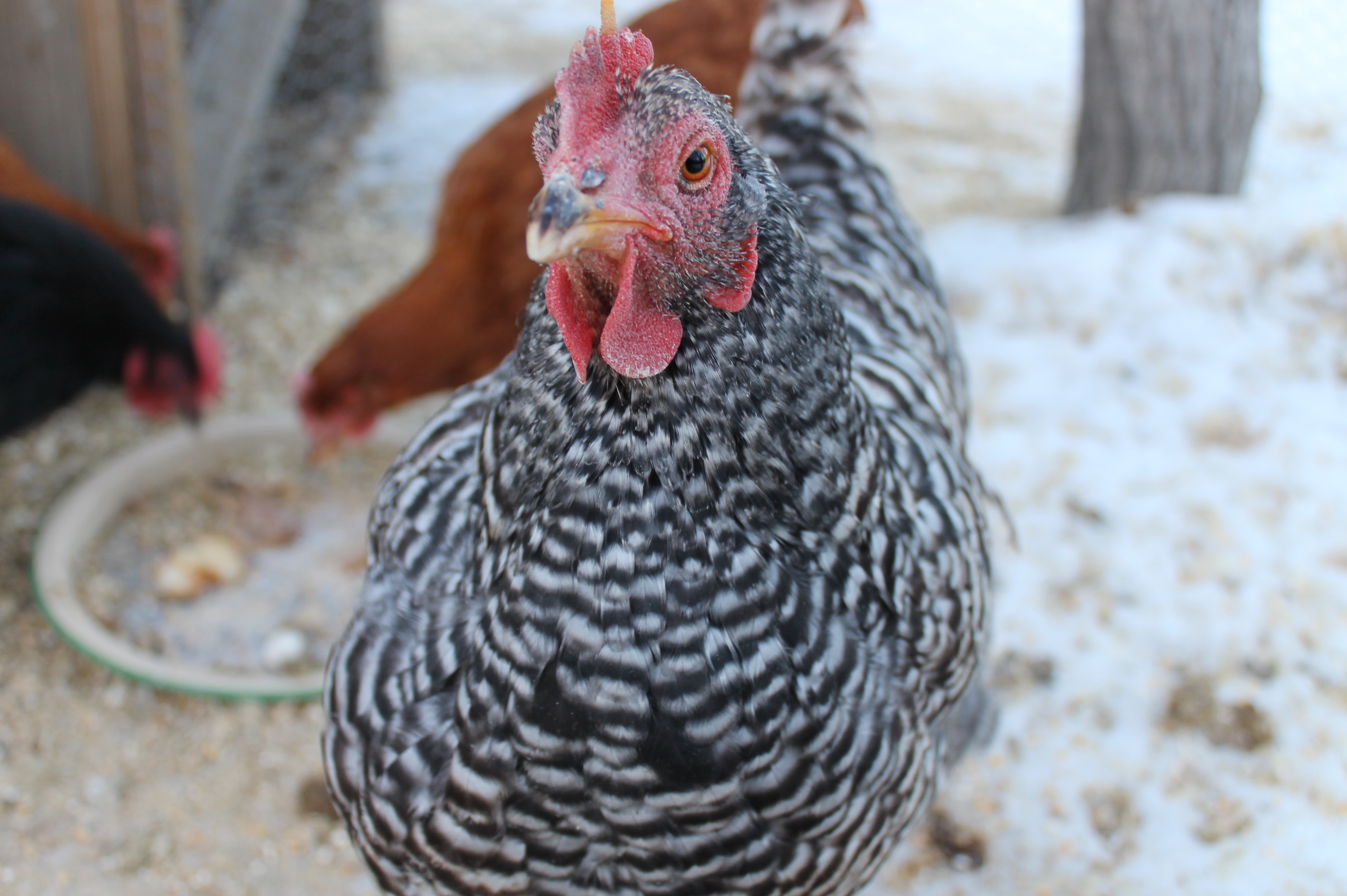 on spending a year+ with chickens | Chickadee Hollow Homestead